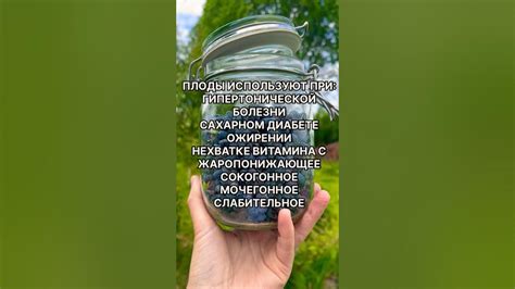 Жимолость источник антибиотиков Ранозаживляющее и понижающее холестерин травы травник