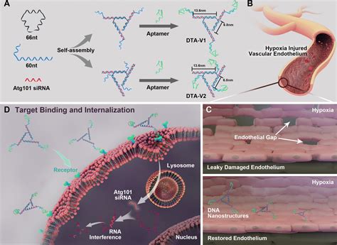 Sirna Loaded Dna Nanostructures Restore Endothelial Leakiness