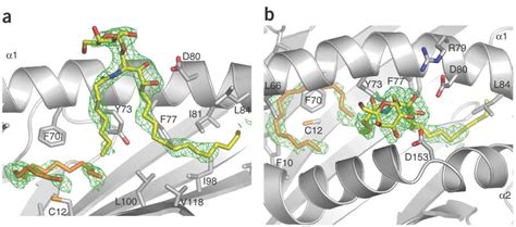 Conformation Of The Short Galcer In The Mouse Cd1d Binding Groovea