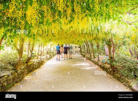 The Laburnum Walk At The National Trust Bodnant Gardens Near Conway In