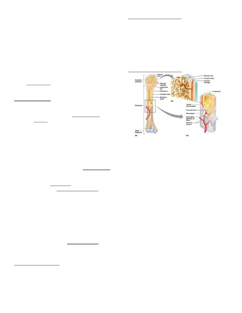 Chapter 6 Anatomy And Physiology Skeletal System CHAPTER 6