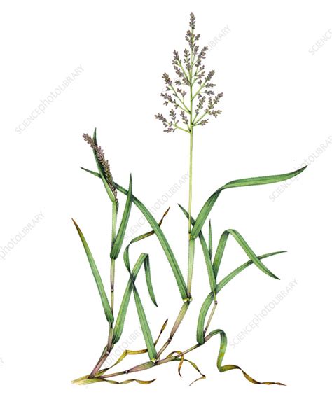 Yorkshire Fog Grass Holcus Lanatus Illustration Stock Image C058