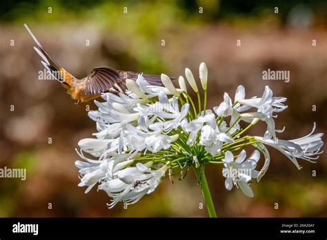 Planalto Hermit Hummingbird Sucking Nectar On A White Blossom In Flight