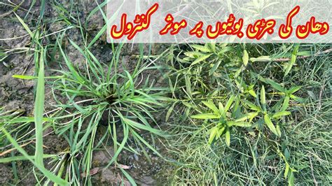 دھان میں گھاس نما جڑی بوٹیوں کا مکمل خاتمہ Youtube