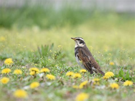 DSC 1616 ツグミ Dusky Thrush Yojiro Nagai Flickr