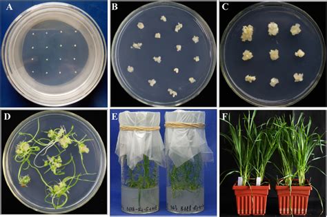 Tissue Culture And Plant Regeneration A The Immature Scutella After