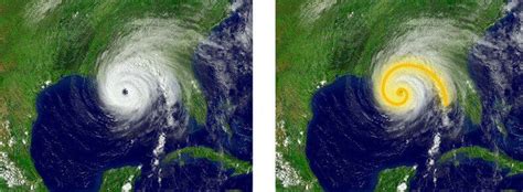 The Fibonacci Sequence In Nature Mindful Living® Mindful Living