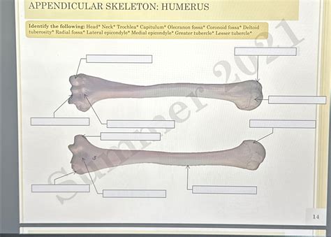 Solved Appendicular Skeleton Humerusidentify The Following