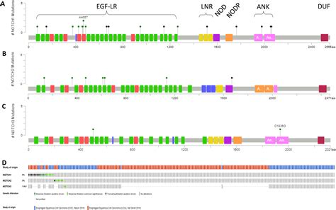 Notch And Esophageal Squamous Cell Carcinoma Pmc
