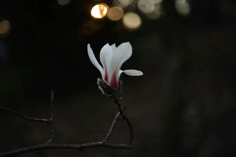 Now You Can Finally Pay For Substack Subscriptions Inside The Ios App — Heres What It Means For