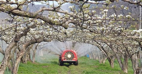 사과·배꽃 이른 개화 예상 경기도농기원 화상병 농약 적기 살포 당부
