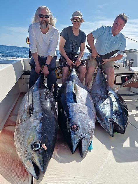 Cavalier Releases Their 13th Bluefin Tuna Cavalier And Blue Marlin