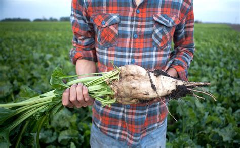 Sugar Beet Farmers Worry Usda Will Require Gmo Label Despite