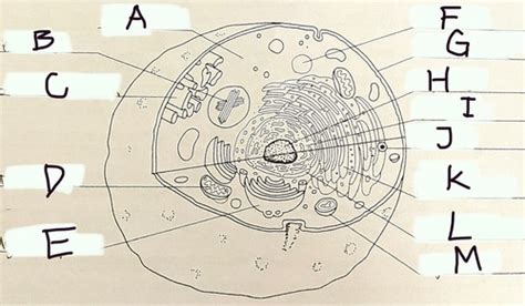 Biology Test 1 Flashcards Quizlet