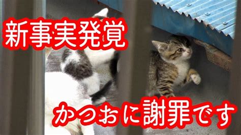 子猫がおっこちたのか？かつおの新事実 発情したかつおに謝罪 Youtube