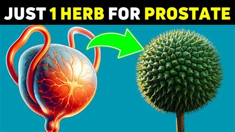 Just 1 Herb To Shrink An Enlarged Prostate Youtube