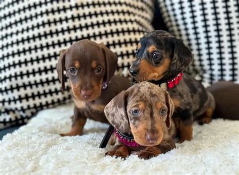 Melisa And Mickeals Mini Dachshunds For Adoption