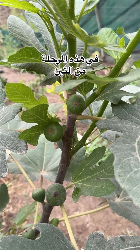 افضل سماد ليش ؟ 👇🏼 هذا افضل سماد يحتوي على جميع العناصر الصغرى والكبرى ويحتوي ايضاً على طحالب