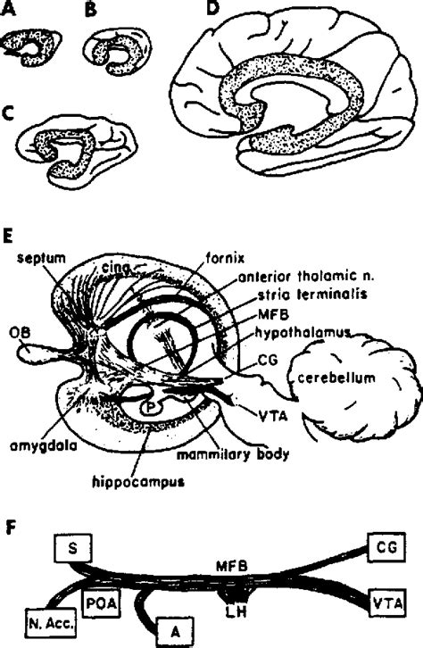 Limbic System Semantic Scholar