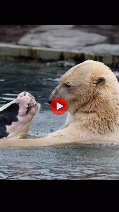 소와 곰의 뜨거운 포옹 유머 움짤 이슈 에펨코리아