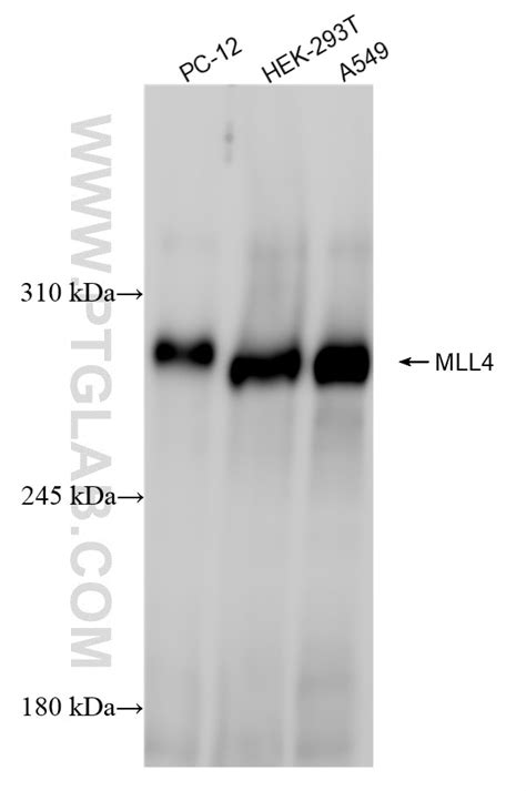 Mll4 Antibody 84410 1 Rr Proteintech