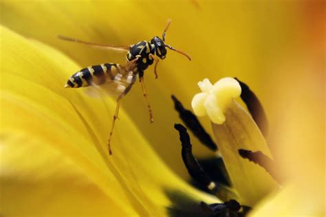 Diet Demographics Behind Late Summer Wasp Outbreak On Prairies Sault