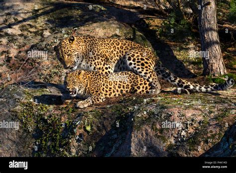 Persian Leopard