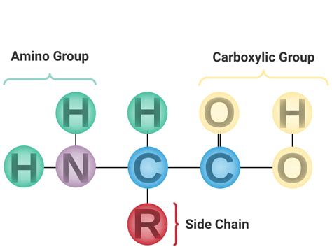 How Many Amino Acids In A Polypeptide At Spencer Maconochie Blog