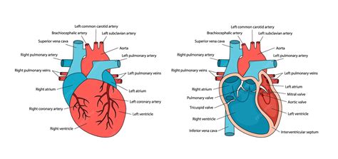 Corazón Anatómicamente Correcto Con Descripciones Anatomía De Hueart