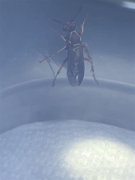 What Is This Wasp R Whatsthisbug