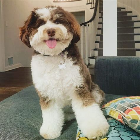 Mini Aussiedoodle Miniature Is Always Cuter