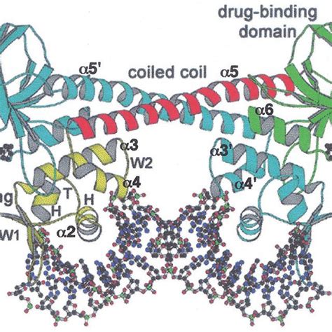 Structure Of A Bmrr Dimer In The Drug And Dna Bound Tripartite Complex