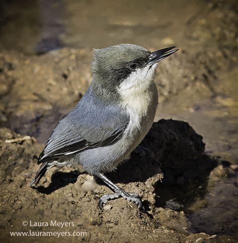 Pygmy Nuthatch Laura Meyers Photograpy
