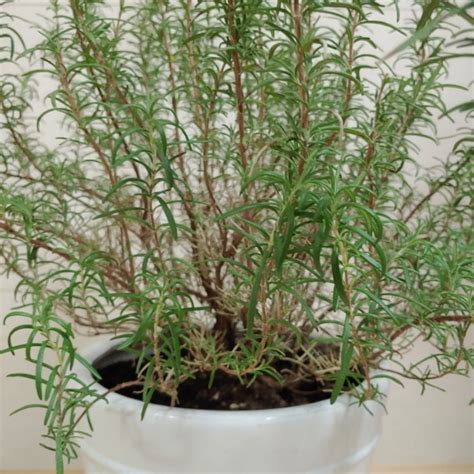 로즈마리 키우기 죽어가는 로즈마리 가지치기 잎따주기로 살리는 중 네이버 블로그