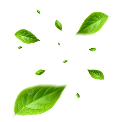 Floating Tree Leaf Leaf Leaves Floating Leaves Png Tr