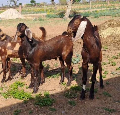 Brown Men Sirohi Male Goat At Rs 230kg In Pushkar Id 2852516704848