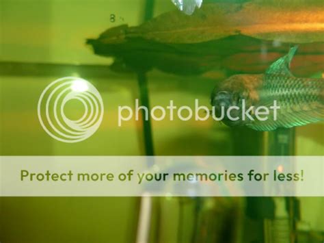 Betta With Columnaris Or Fungus Betta Fish Forum