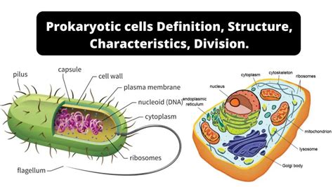 Prokaryotic Cells Definition Structure Characteristics Examples Biology Notes Online