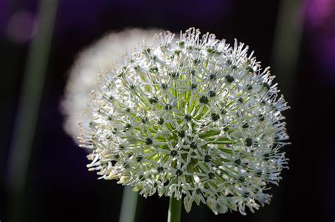 Allium Stipitatum White Giant Allium Bulbs Gee Tee Bulbs Uk