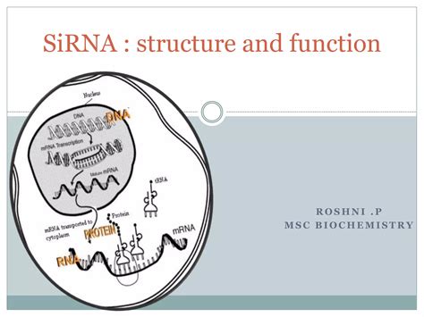 Sirna Ppt