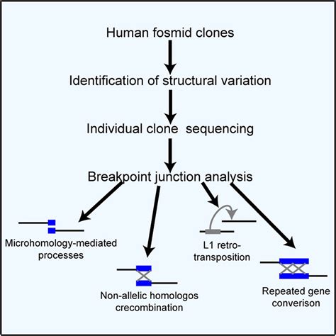 A Human Genome Structural Variation Sequencing Resource Reveals Insights Into Mutational
