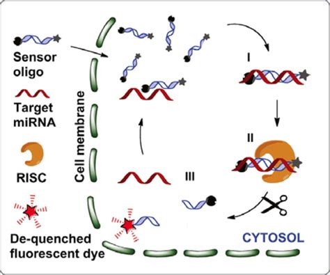 Full Article Citations