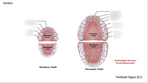 Dentition Diagram Quizlet