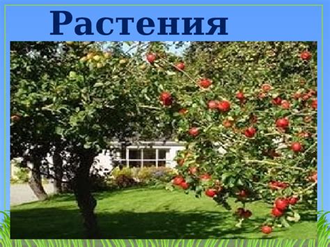 Презентация по предмету "Мир природы и человека" на тему "Растения сада ...