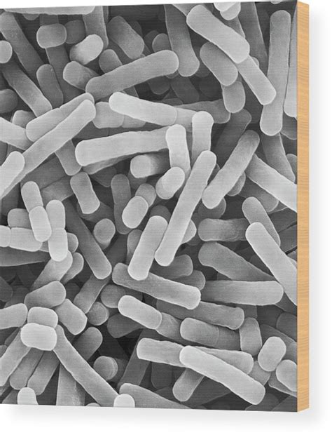 Lactobacillus Bulgaricus Microscope