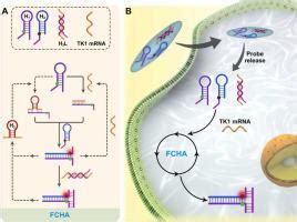 一种用于活细胞中敏感 mRNA 成像的新型反馈催化发夹组装策略 Sensors and Actuators B Chemical X MOL