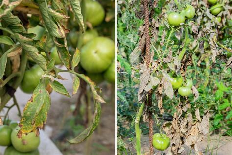 Tomato Diseases A Visual Guide To Discoloured And Distorted Leaves