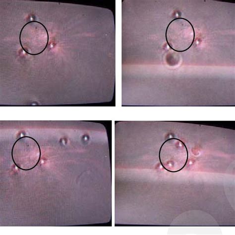 Pdf Optical Trapping And Manipulation Of Micro Particles Using Laguerre Gaussian Beam And