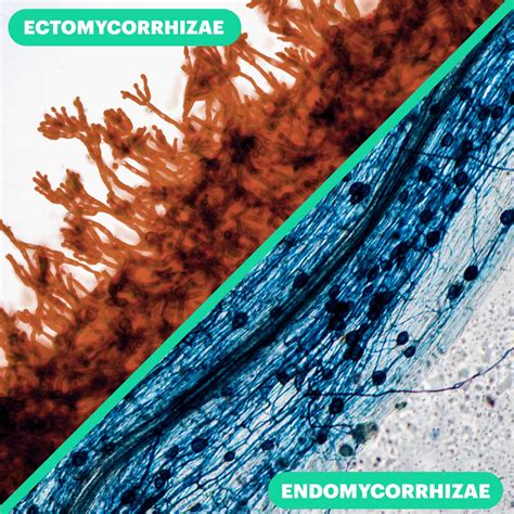 Ectomycorrhizae