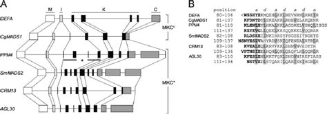 Sequence And Exon Intron Structure Comparison Of Mikc And Mikc C